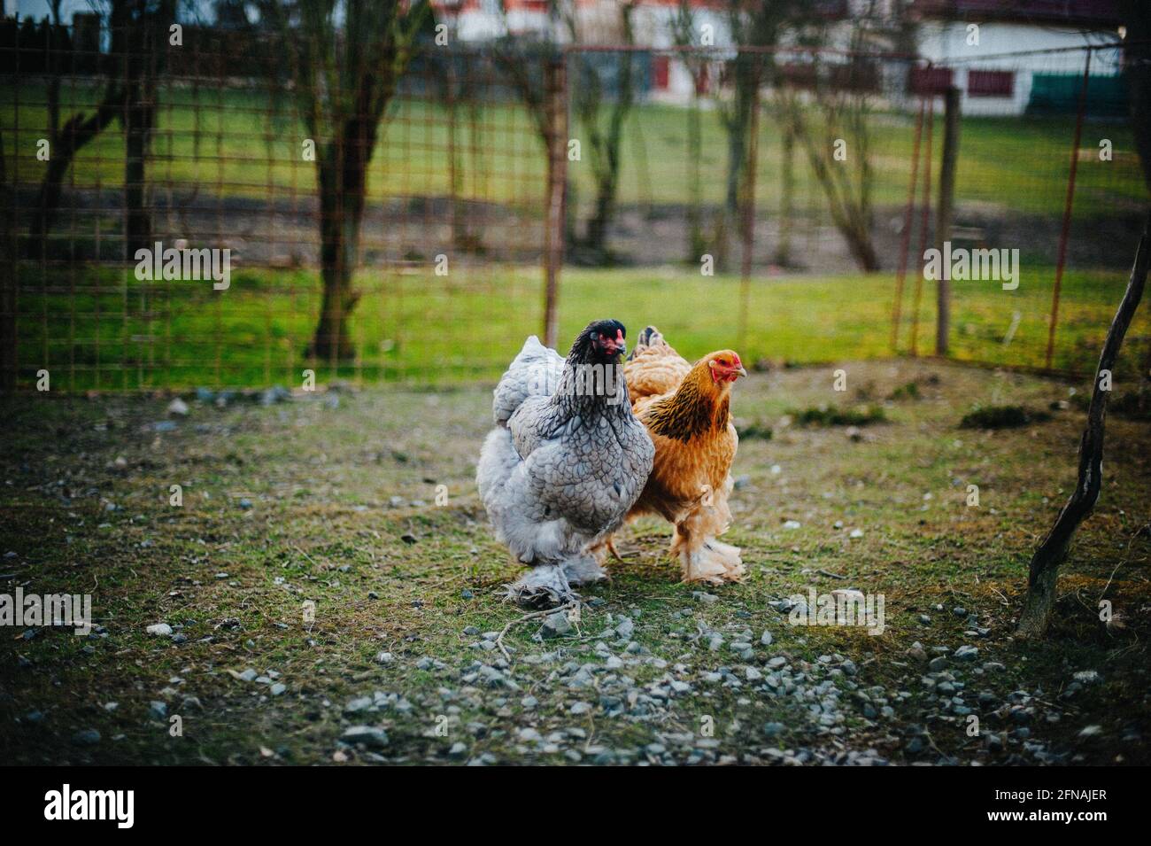 Farma Animal High Resolution Stock Photography and Images - Alamy