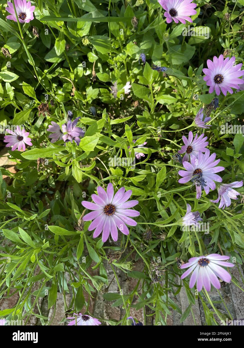 Top view of flowers of Osteospermum ecklonis or Dimorphotheca ecklonis ...