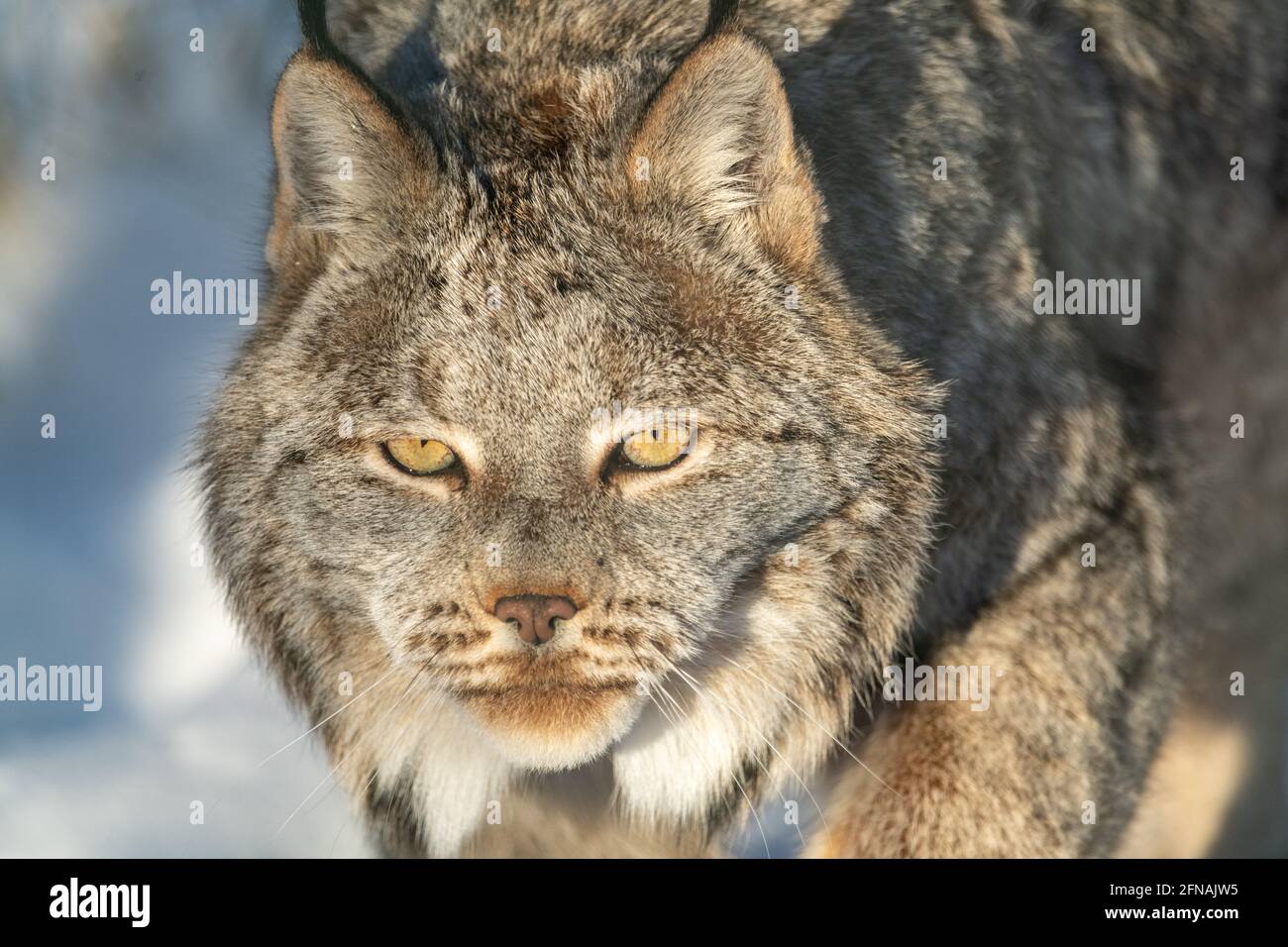 One, single, alone Canadian lynx staring directly at camera with yellow ...