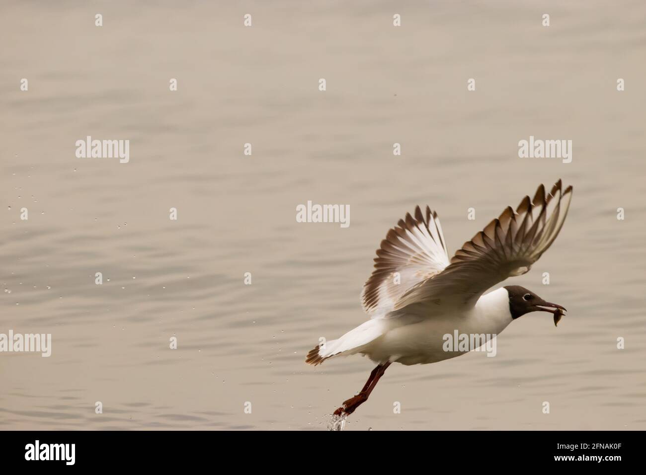Seagull hunting for fish hi-res stock photography and images - Alamy