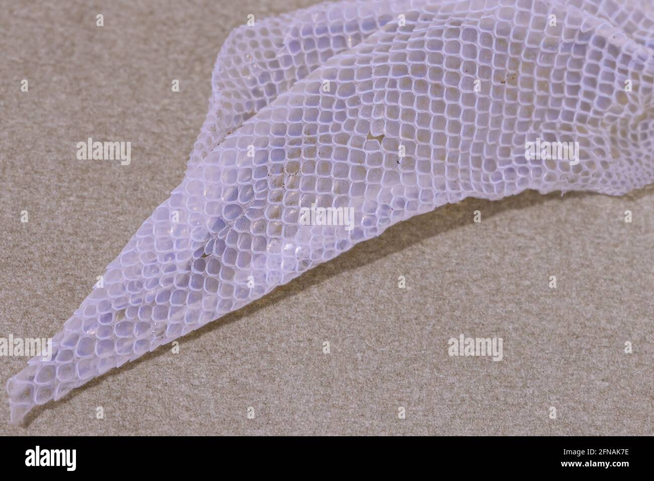 Skin of Tropical House Gecko of the species Hemidactylus mabouia after ...