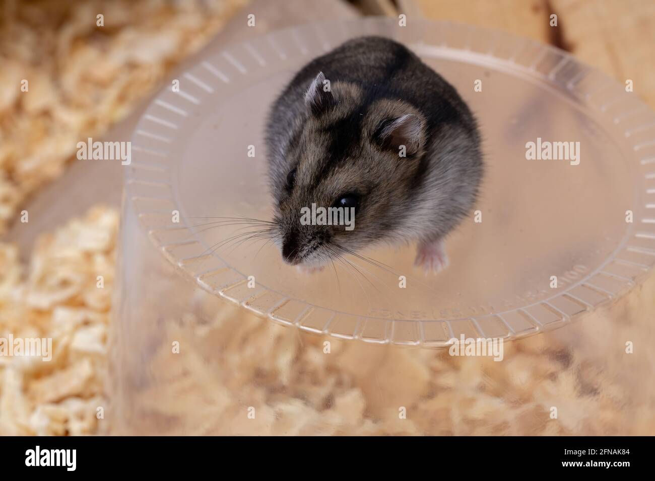 Campbells dwarf hamsters hi-res stock photography and images - Alamy