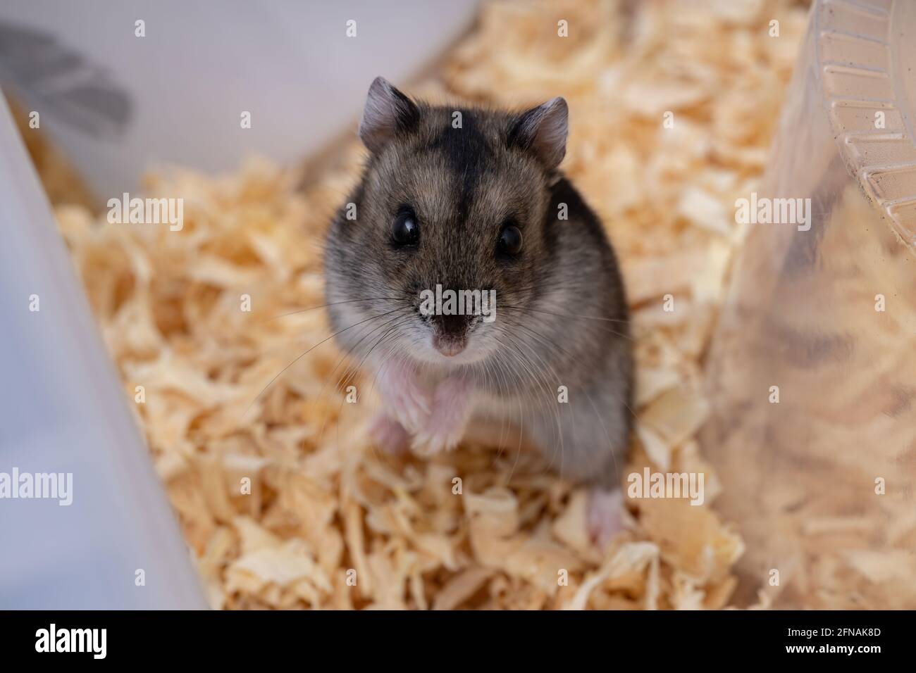 Campbell's dwarf hamster of the species Phodopus campbelli with ...