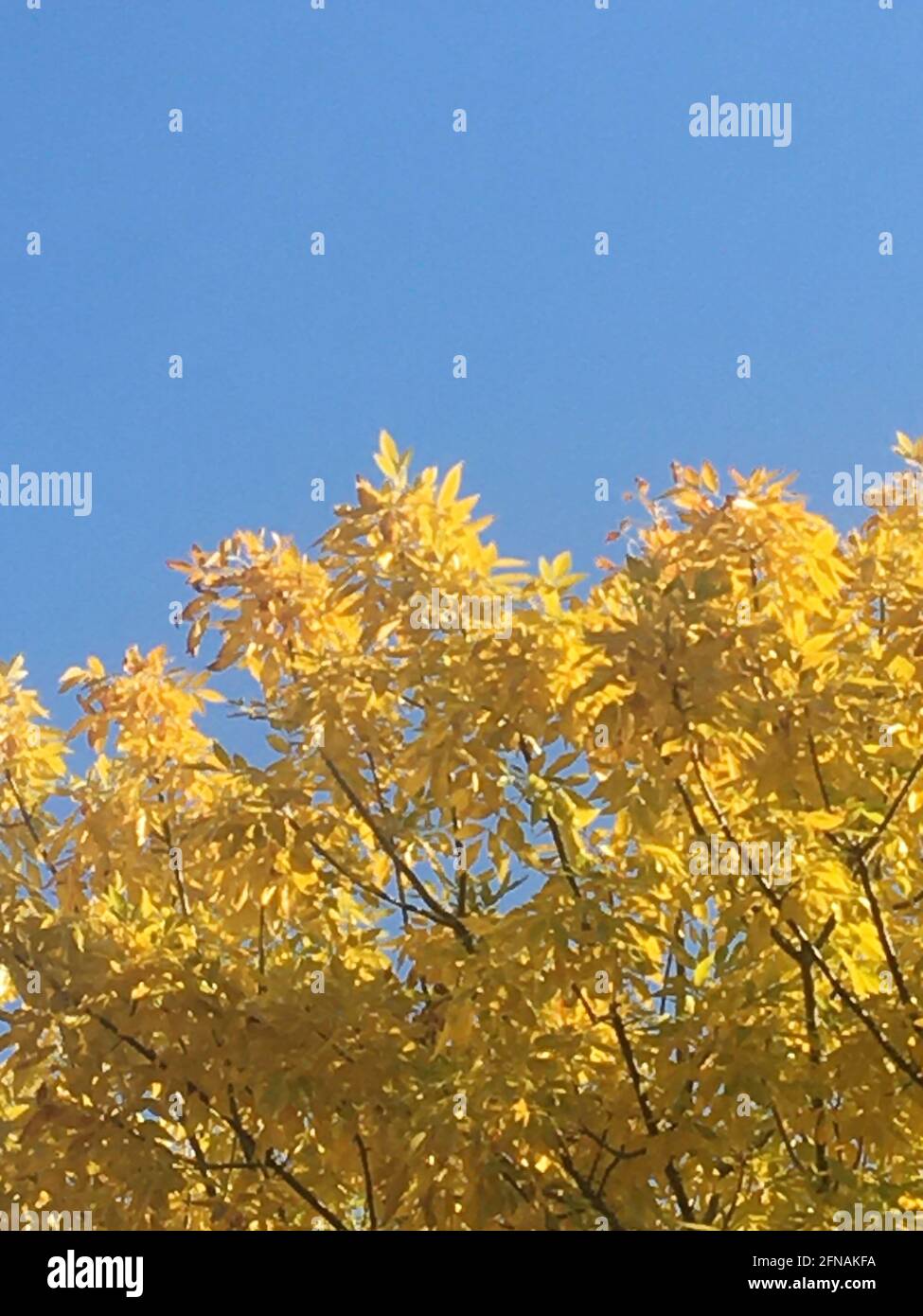 Auumnal leaves hi-res stock photography and images - Alamy