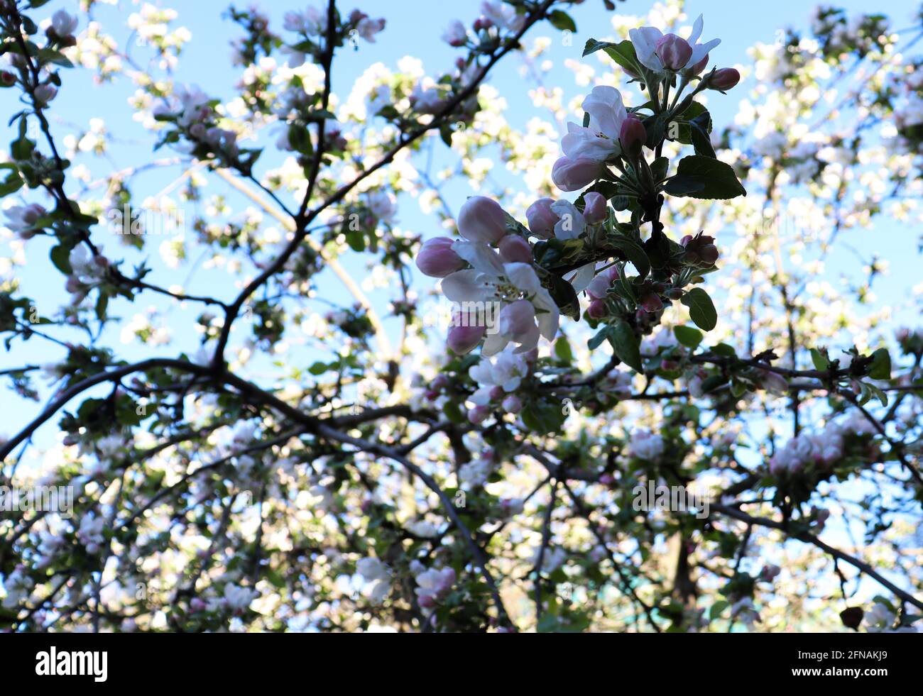Beautiful spring nature background. Blooming apple tree in garden Stock ...