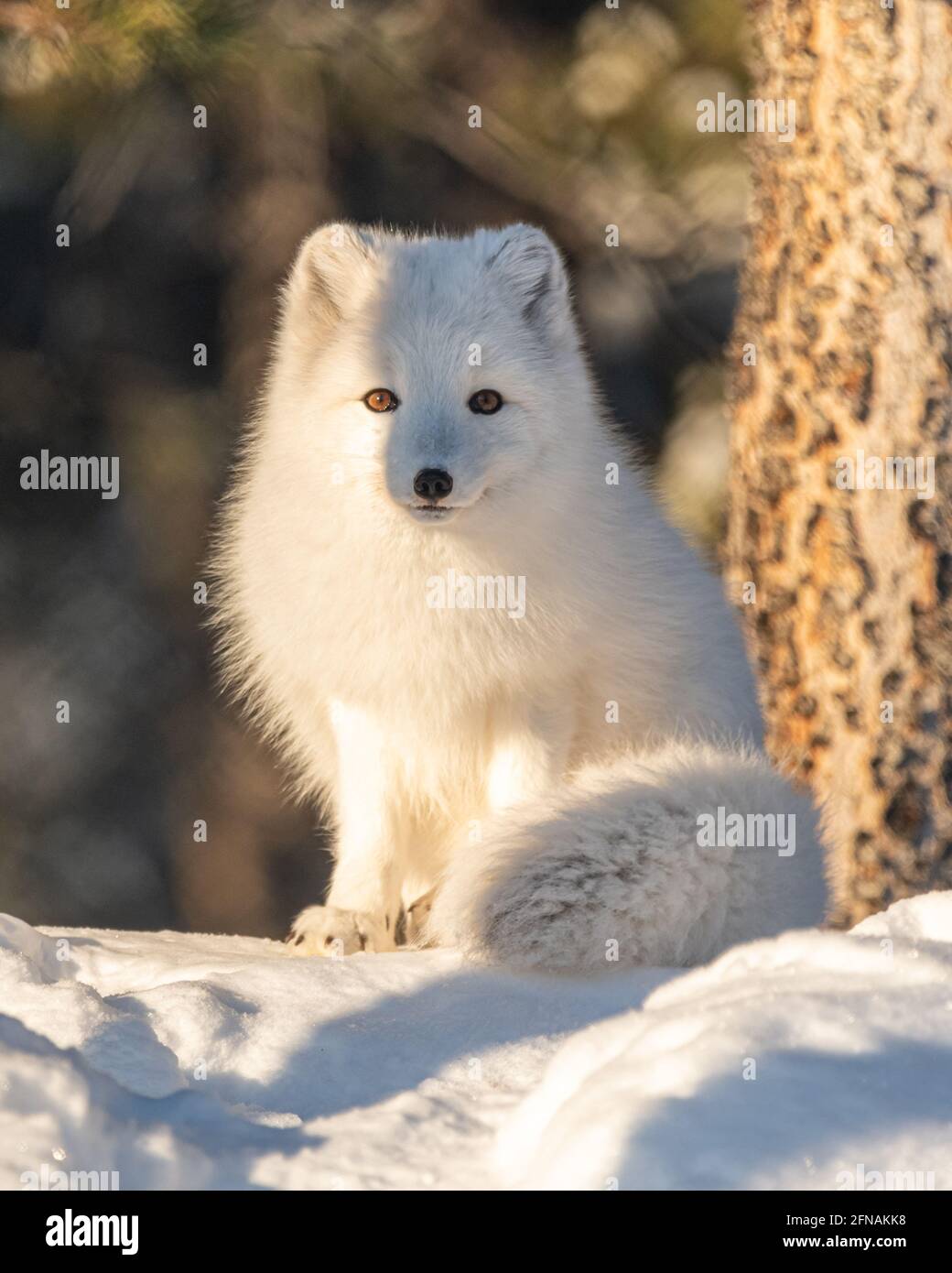 A single, one, alone arctic fox in winter time sitting near a tree with ...