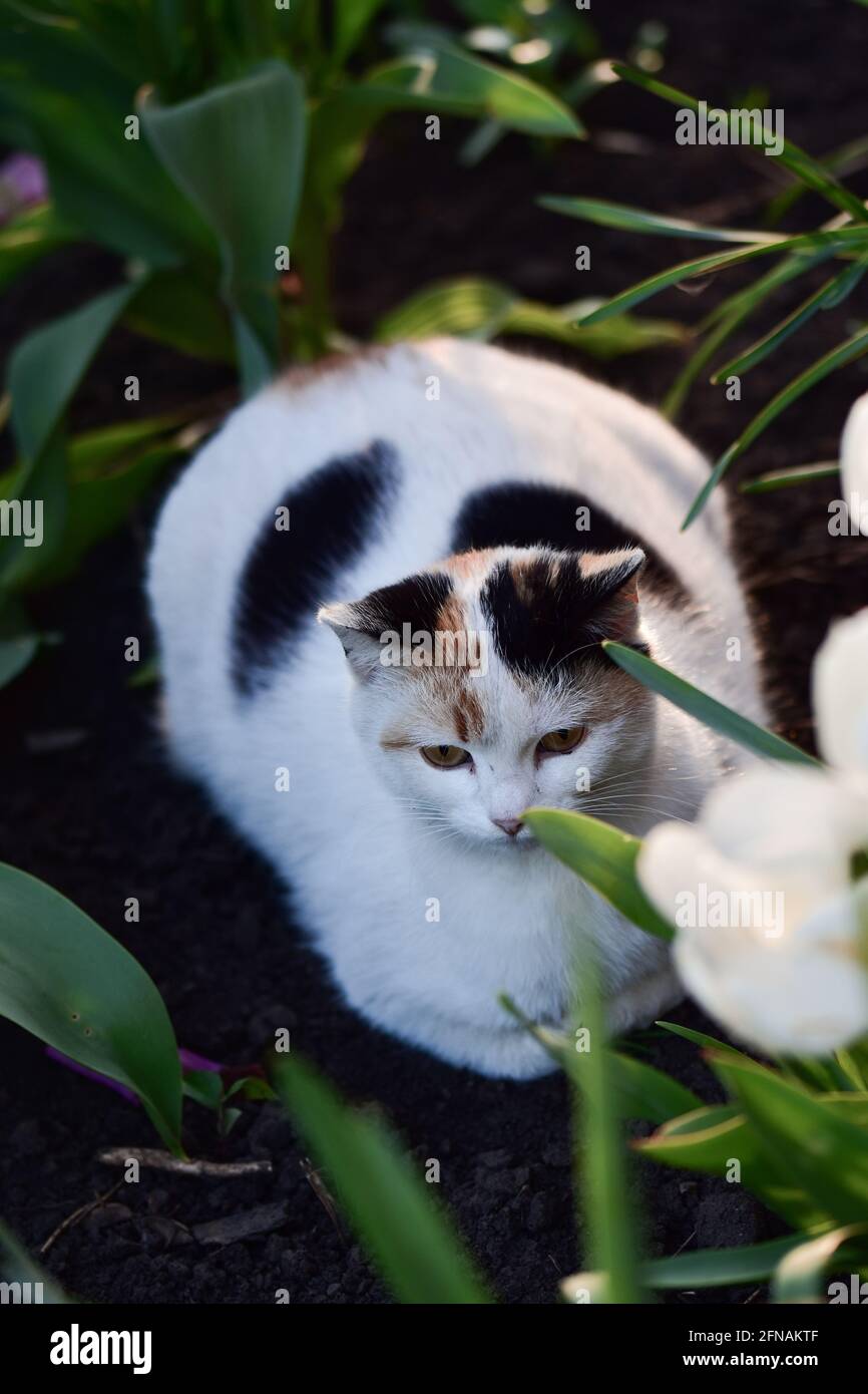 Vertical shot of a cat lying under sunlight in the garden Stock Photo ...