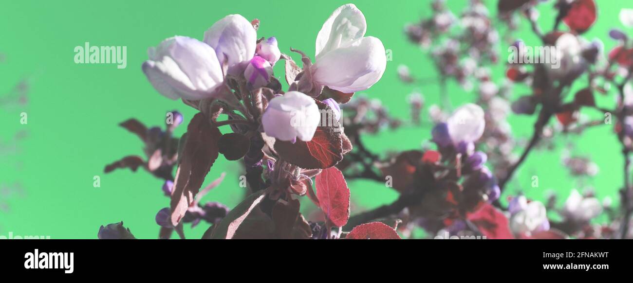 Nature background. Blooming apple tree in garden. Branches with flowers ...