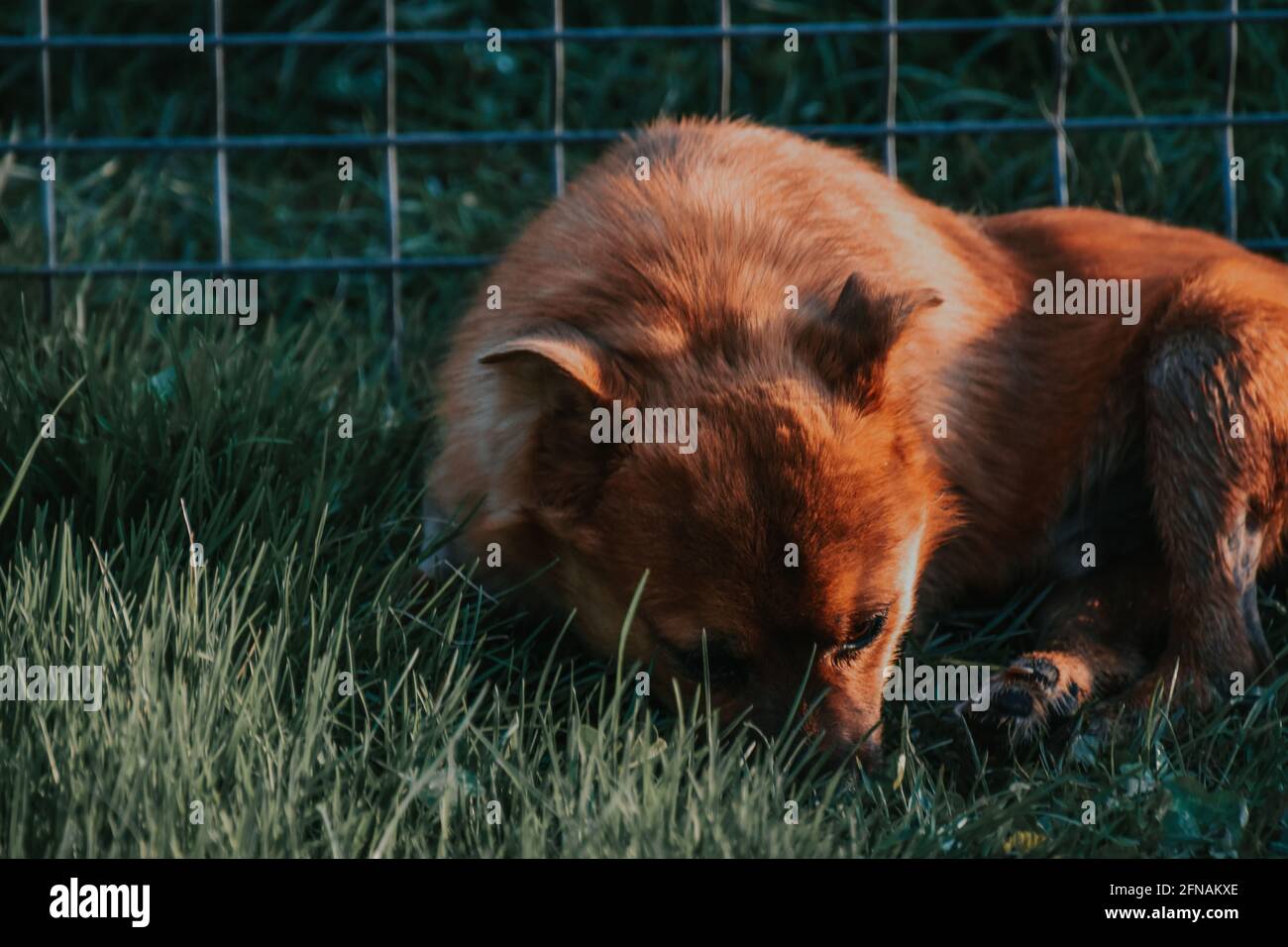 Shallow focus of a dog lying in the grass Stock Photo - Alamy