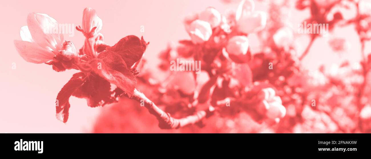 Tree in garden. Branches with flower background. Colorful nature ...