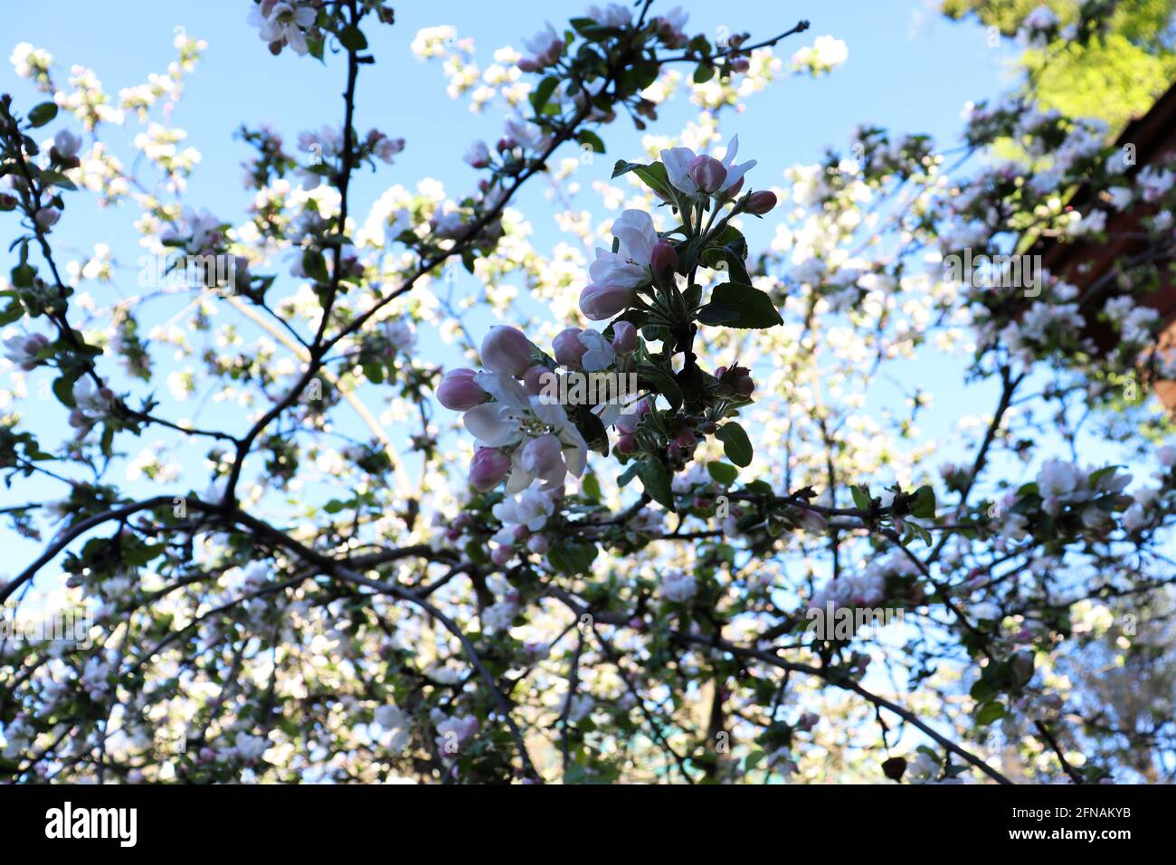 Beautiful spring nature background. Blooming apple tree. Garden ...