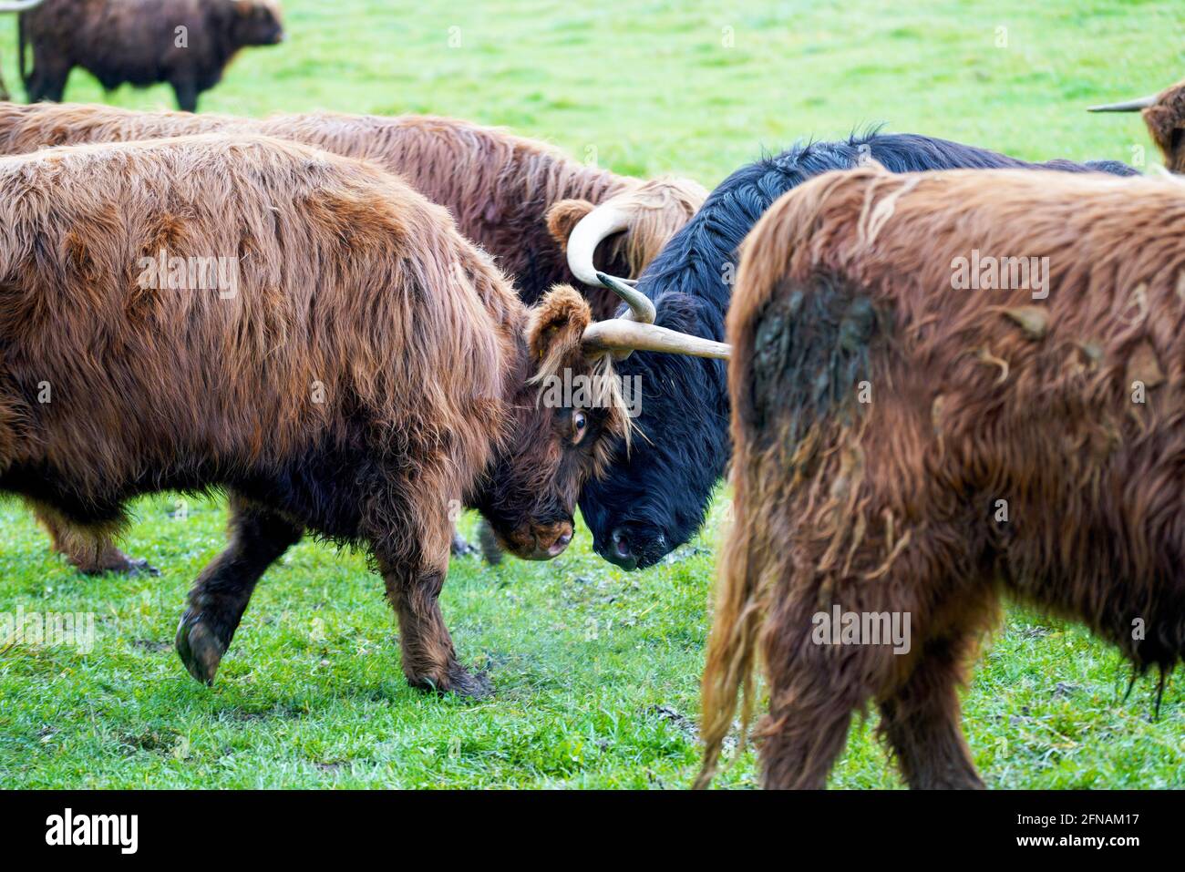 Closeup of a herd of highland cattle in a field in the daylight with a ...