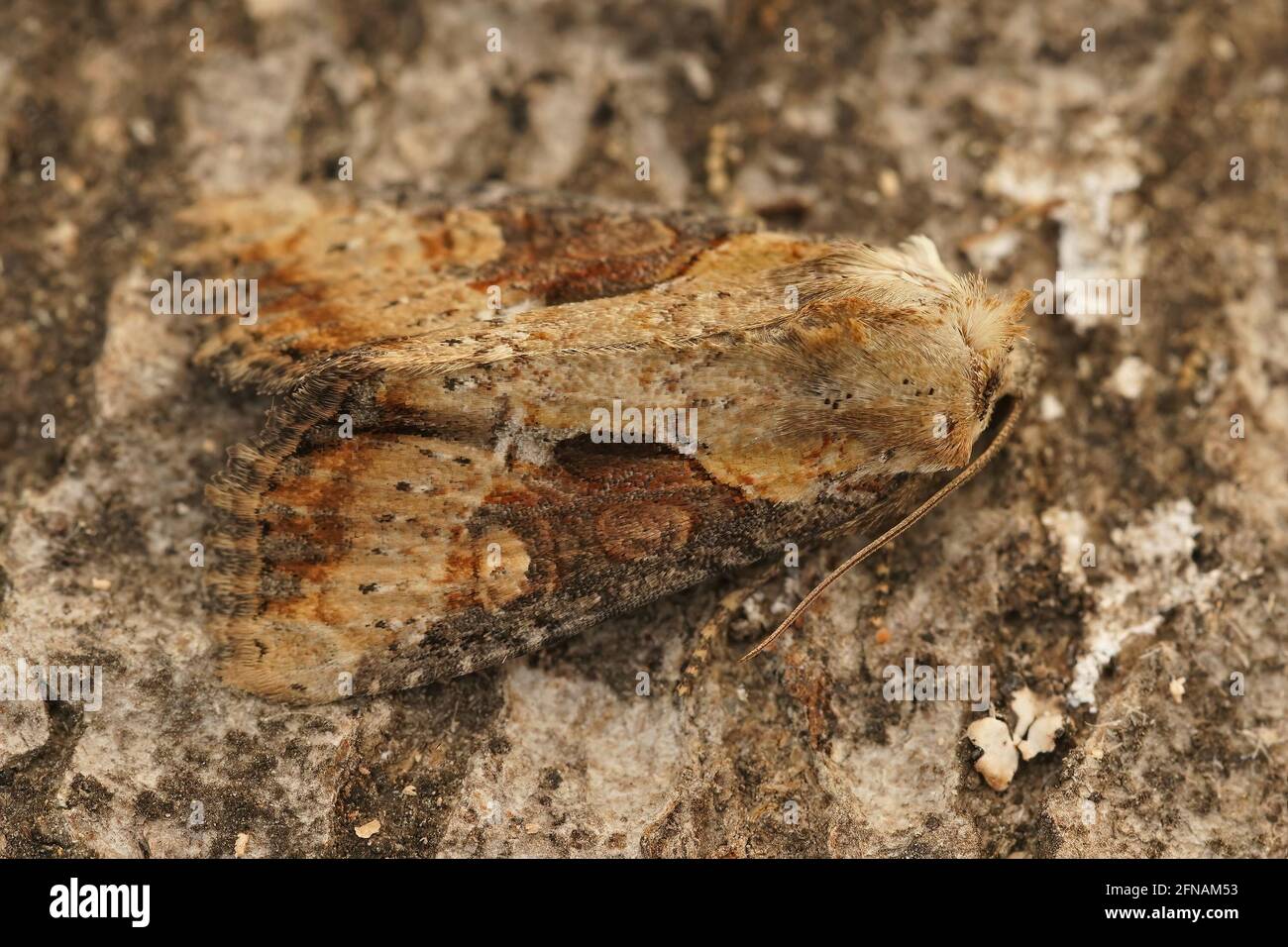 Closeup of a double-lobed moth on a rough surface with a blurry ...
