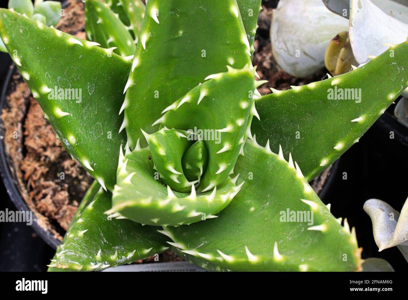 Aloe plants in pot hi-res stock photography and images - Alamy
