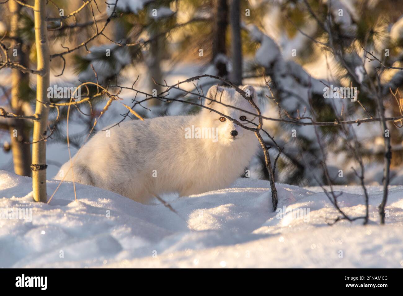 A cute, small white arctic fox seen in winter time season with fluffy ...