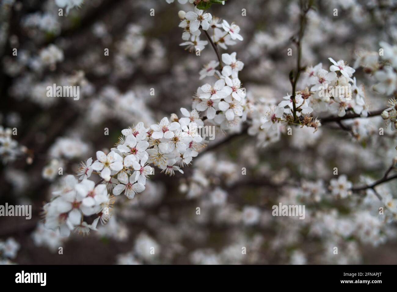 Beautiful branches of a blooming garden in spring Stock Photo - Alamy