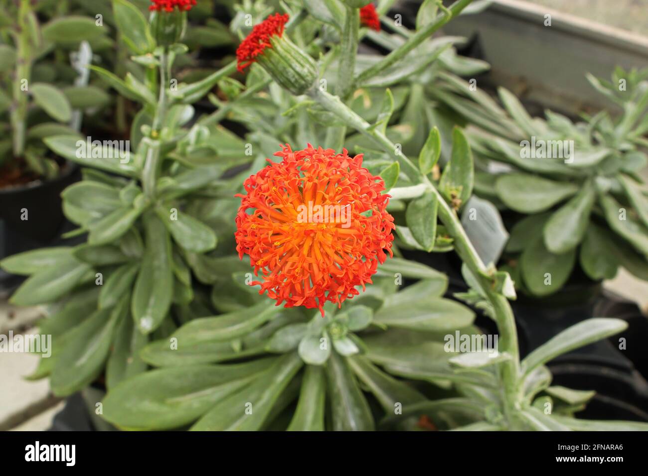 The orange flower on a senecio succulent plant Stock Photo - Alamy