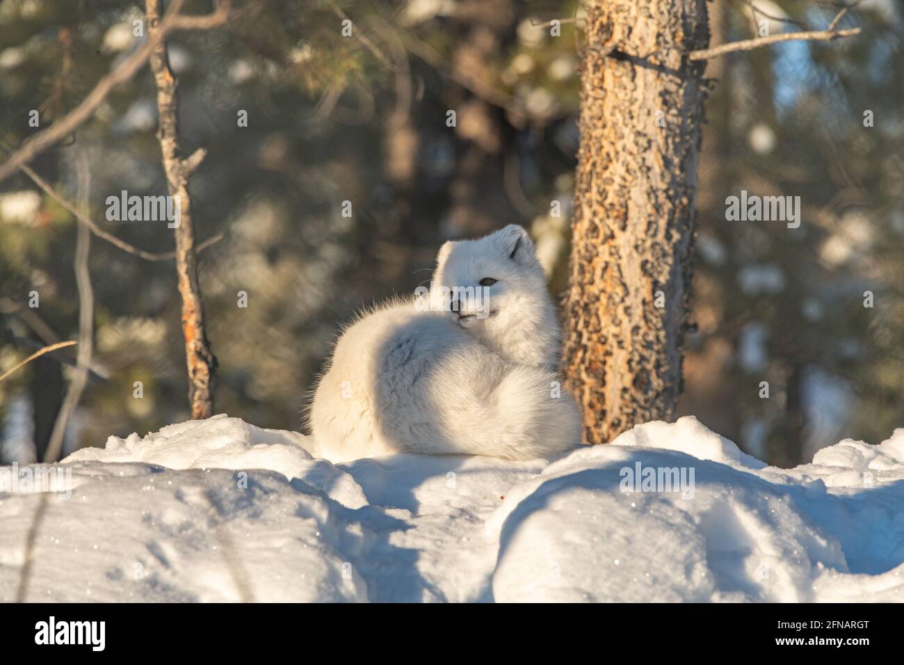 A cute, small white arctic fox seen in winter time season with fluffy ...