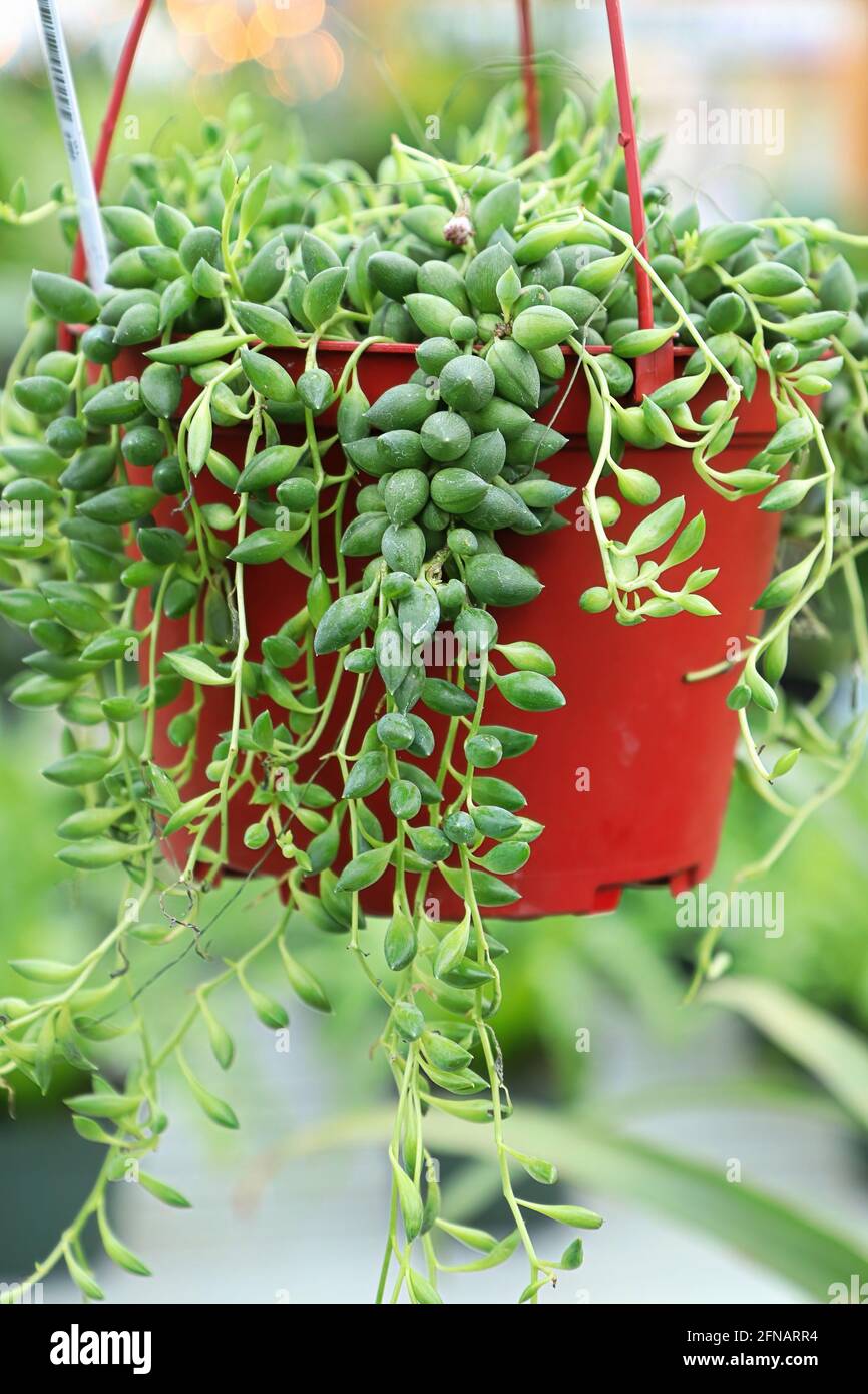 Red string beans hi-res stock photography and images - Alamy