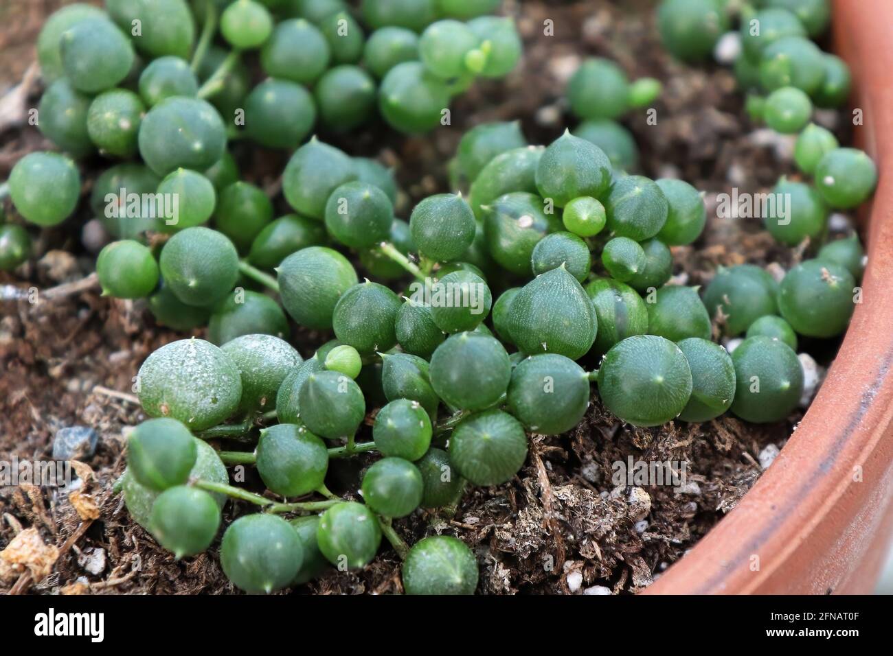 Macro of the leaves on a String of Pearls plant Stock Photo - Alamy