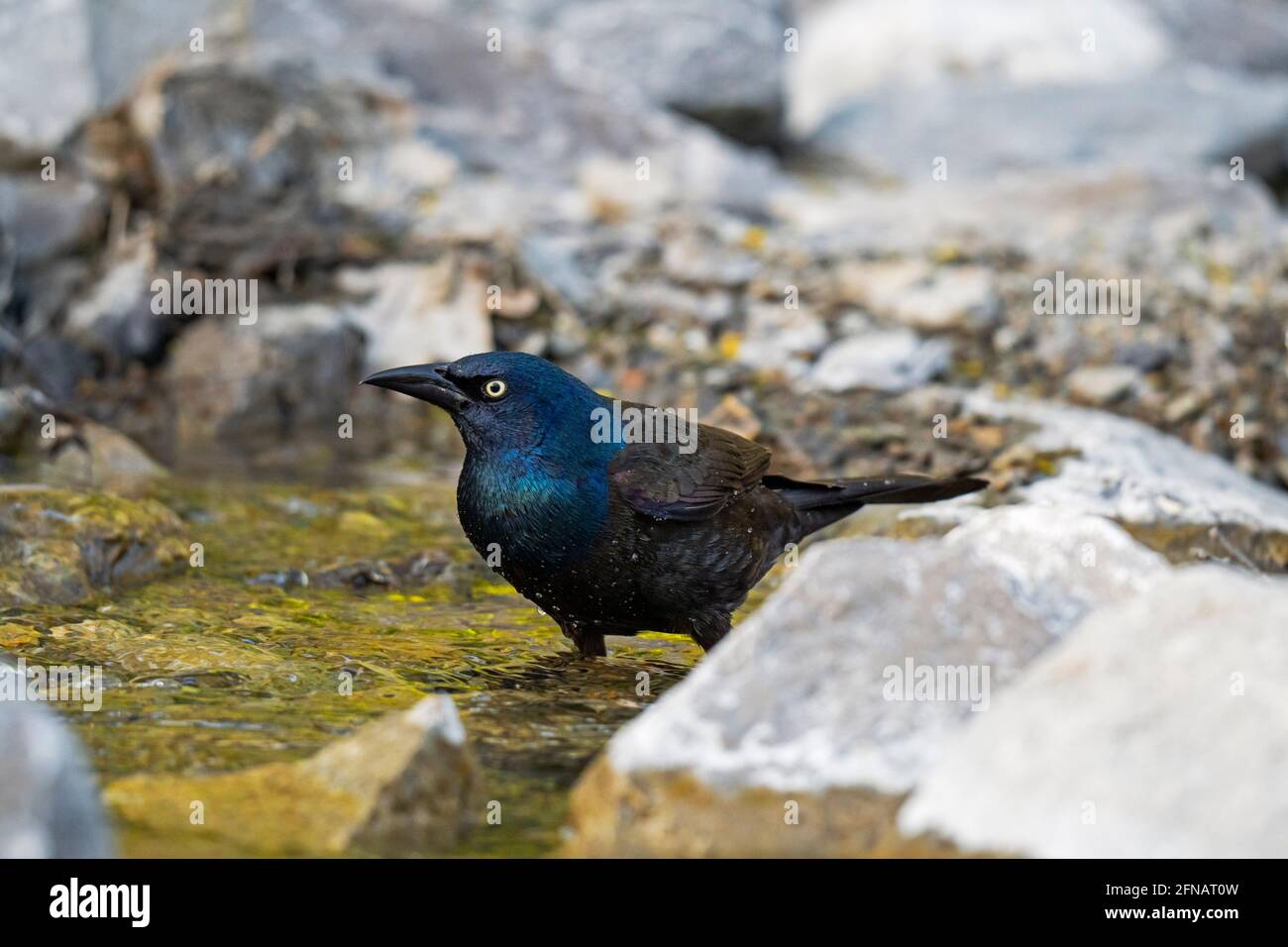 Side view of bird hi-res stock photography and images - Alamy