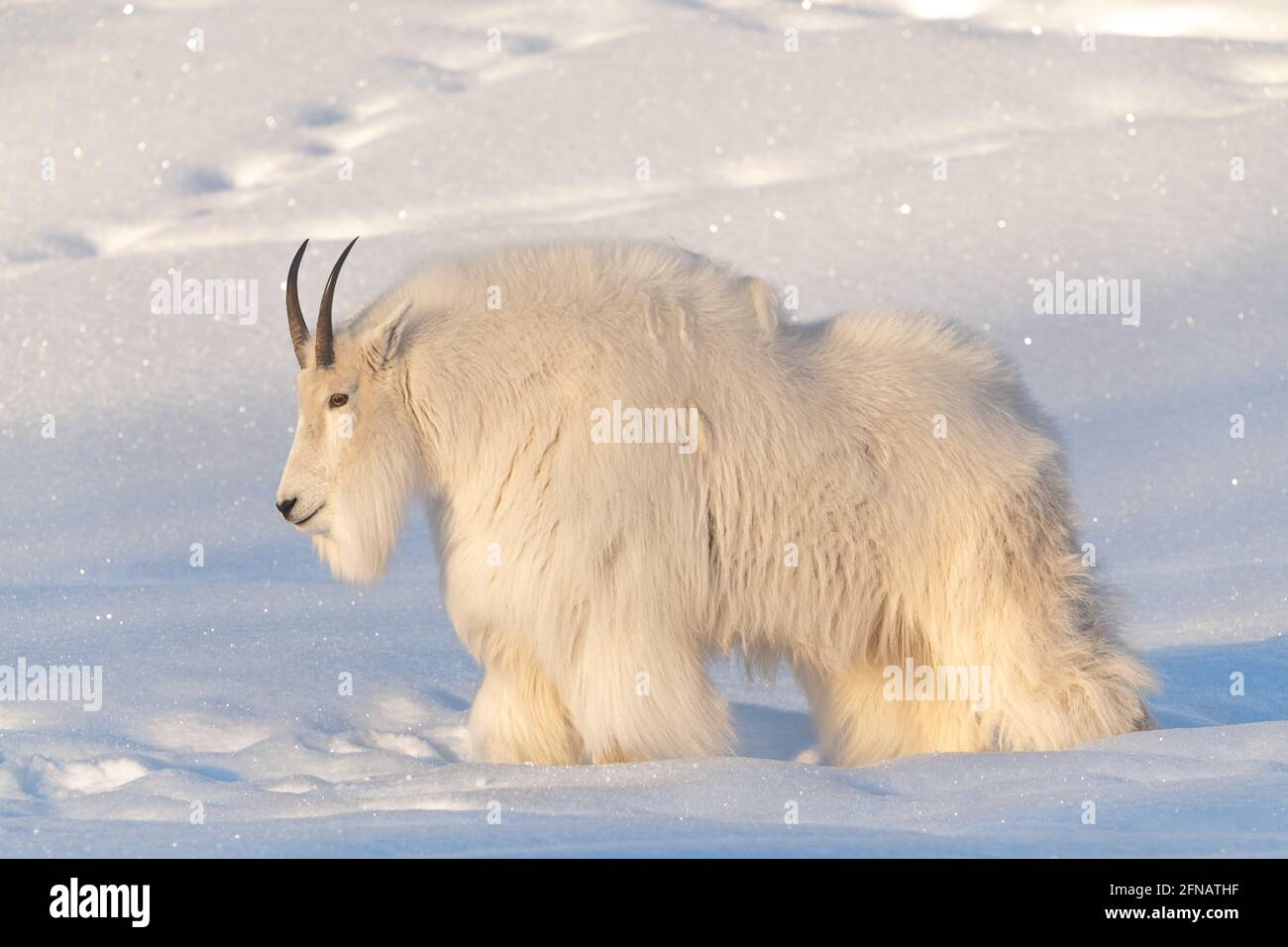 Pure white coat hi-res stock photography and images - Alamy