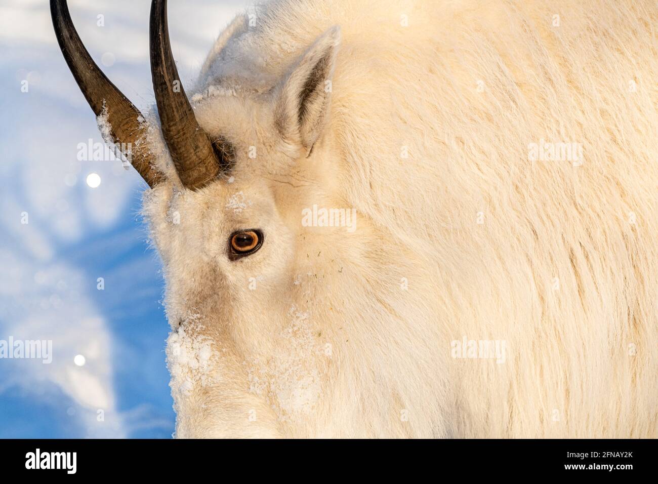 A close up side profile of a white, fluffy mountain goat seen in ...