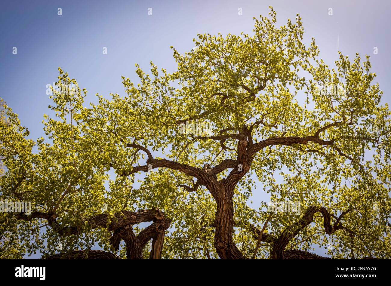 A tree with twisted branches covers the sky Stock Photo - Alamy