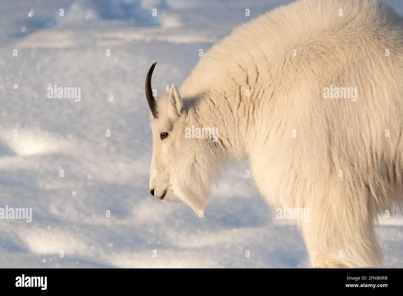 A white, hairy mountain goat seen in northern Canada. Side profile of ...