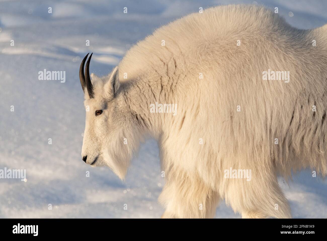 A white, hairy mountain goat seen in northern Canada. Side profile of ...