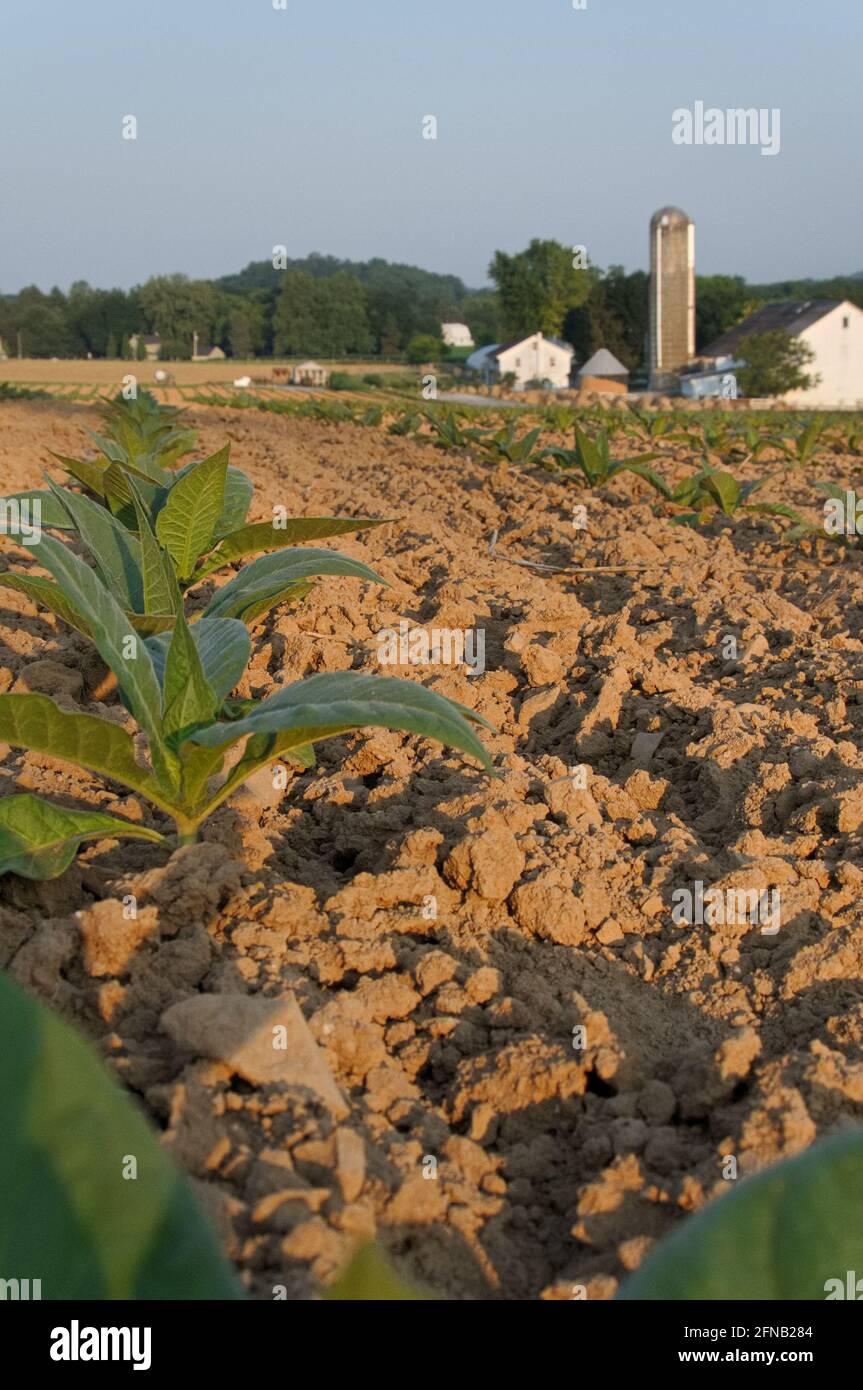 Low angle view of rows of small young tobacco plants in the morning ...
