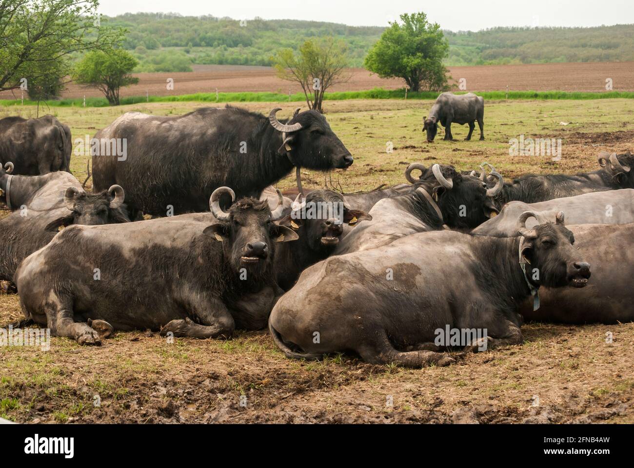 Water buffalo herd grazing in country farm Stock Photo - Alamy