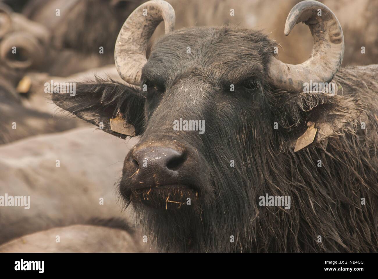 Female black water buffalo closeup on cattle farm mud field Stock Photo ...