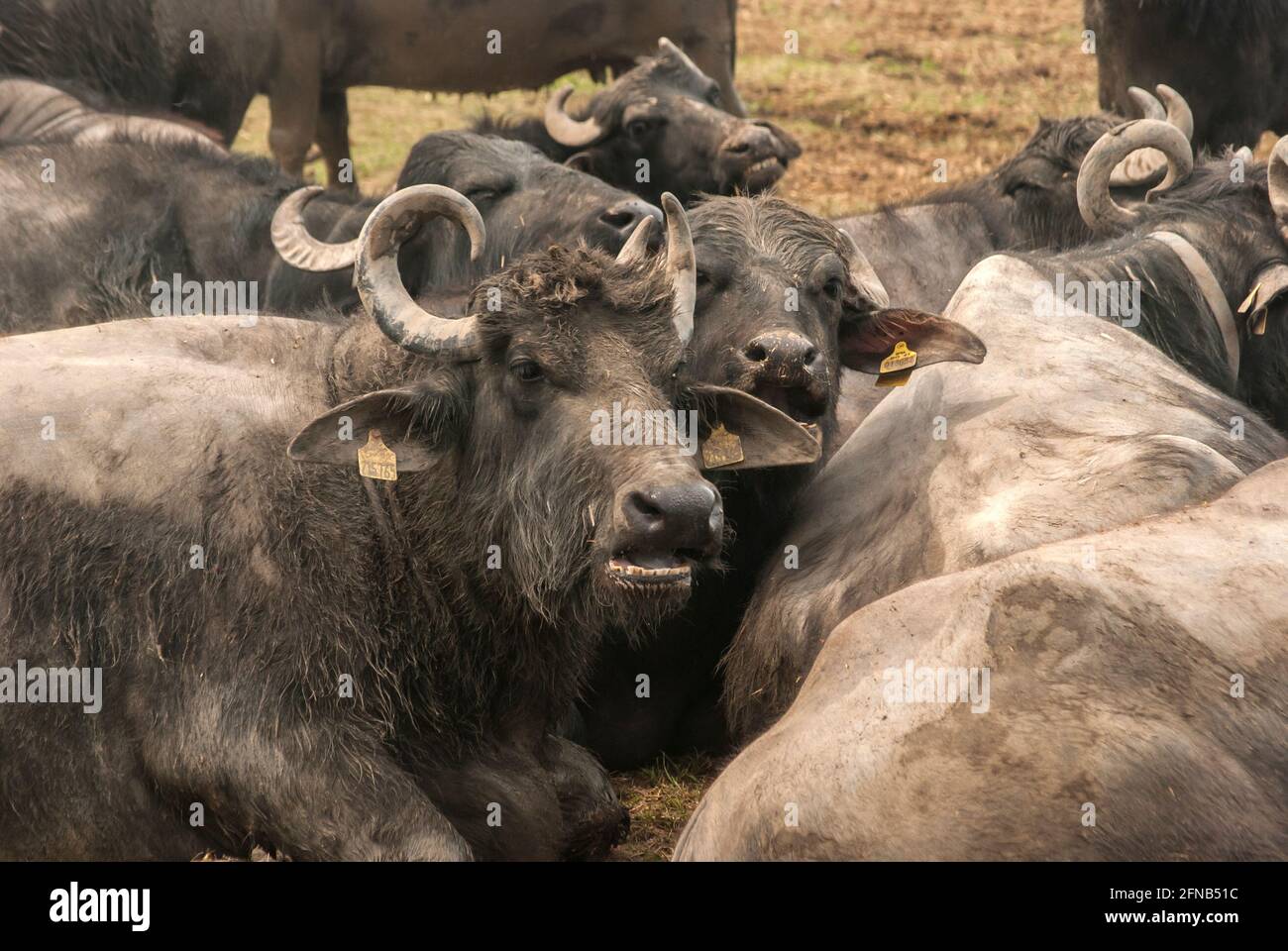 Water buffalo herd grazing in country farm Stock Photo - Alamy