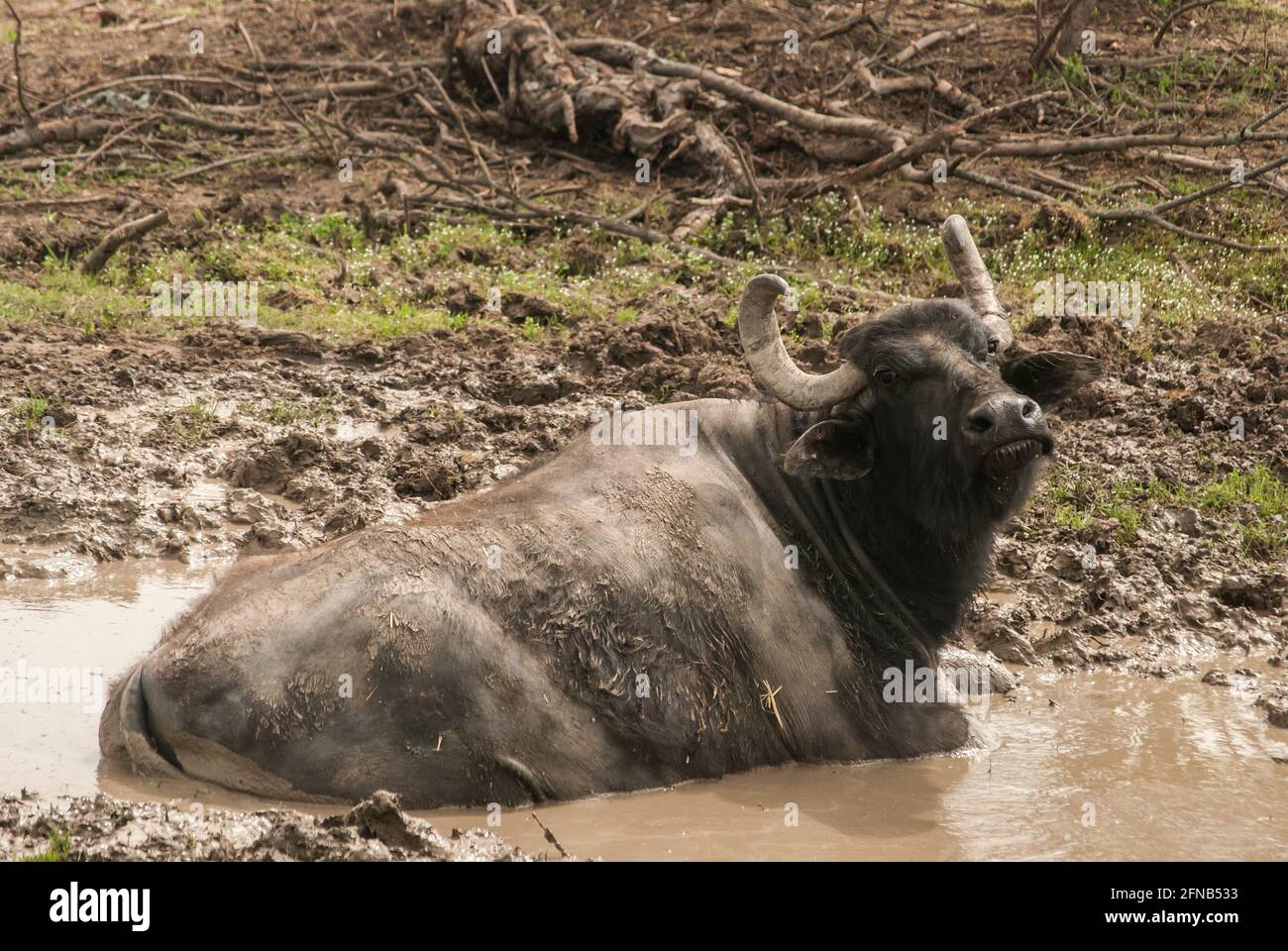 Female black water buffalo closeup on cattle farm mud field Stock Photo ...