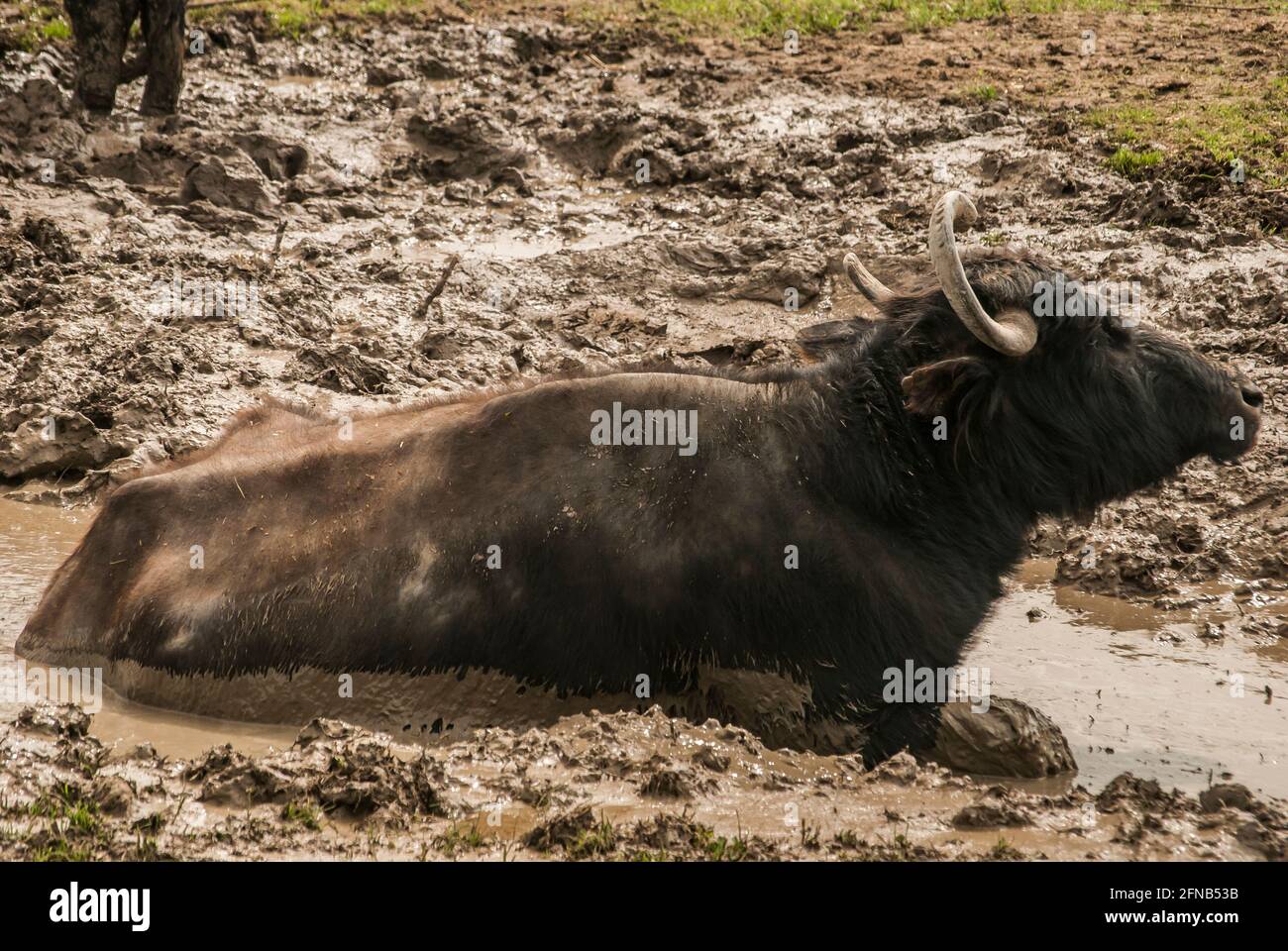 Female black water buffalo closeup on cattle farm mud field Stock Photo ...