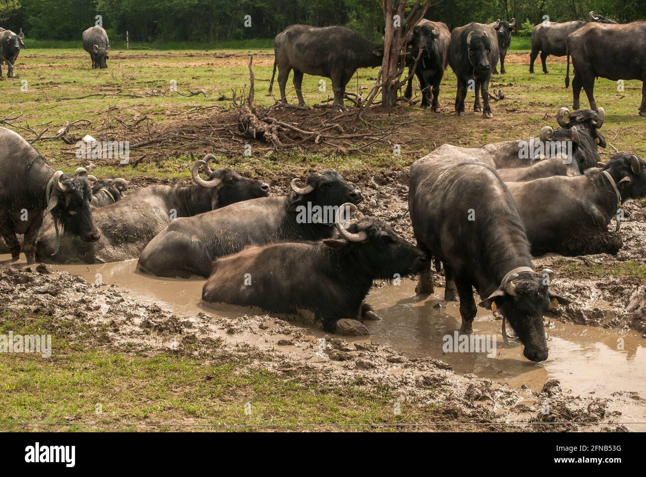 Water buffalo herd grazing in country farm Stock Photo - Alamy