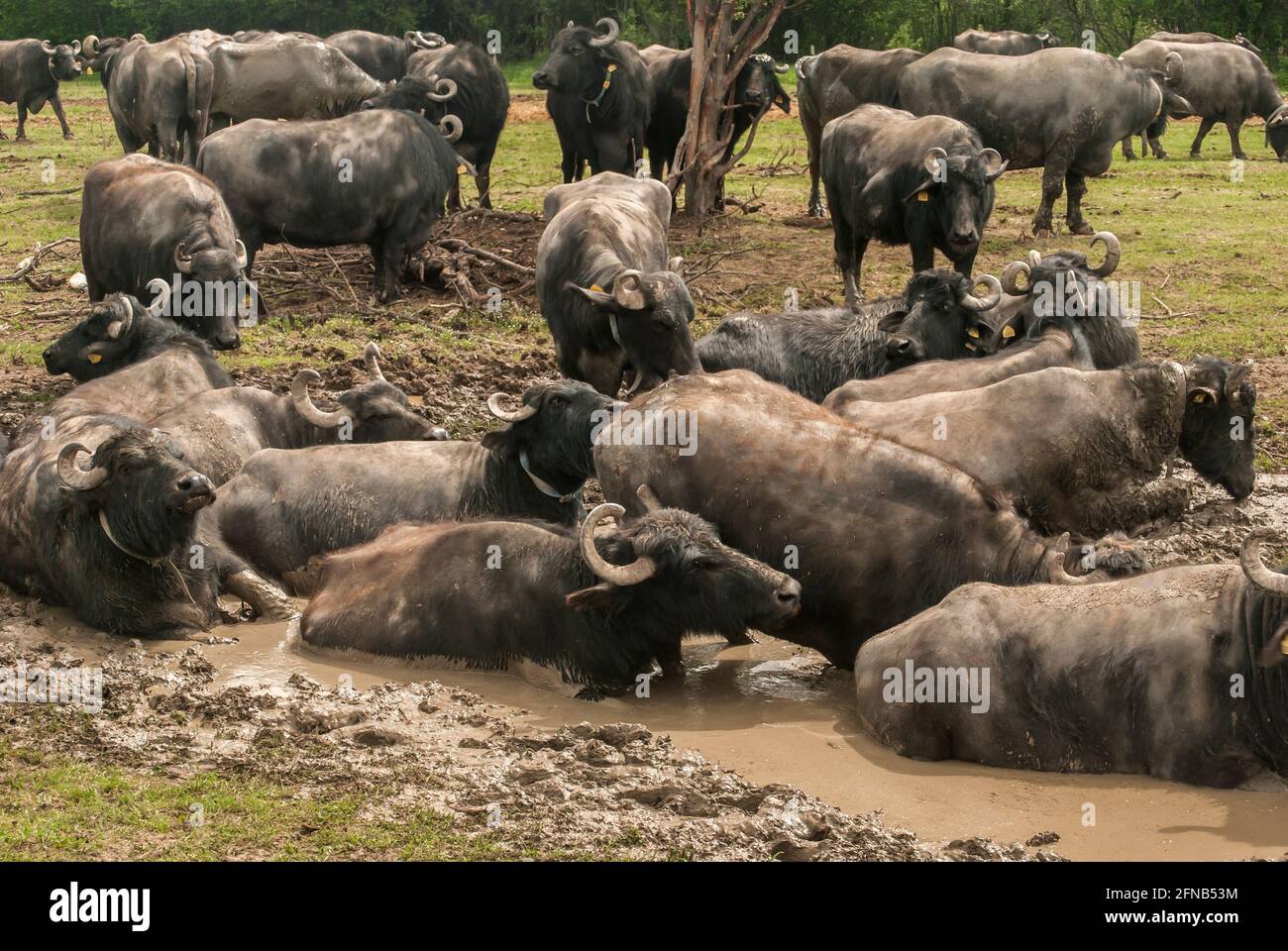 Buffalo ranch pond hi-res stock photography and images - Alamy
