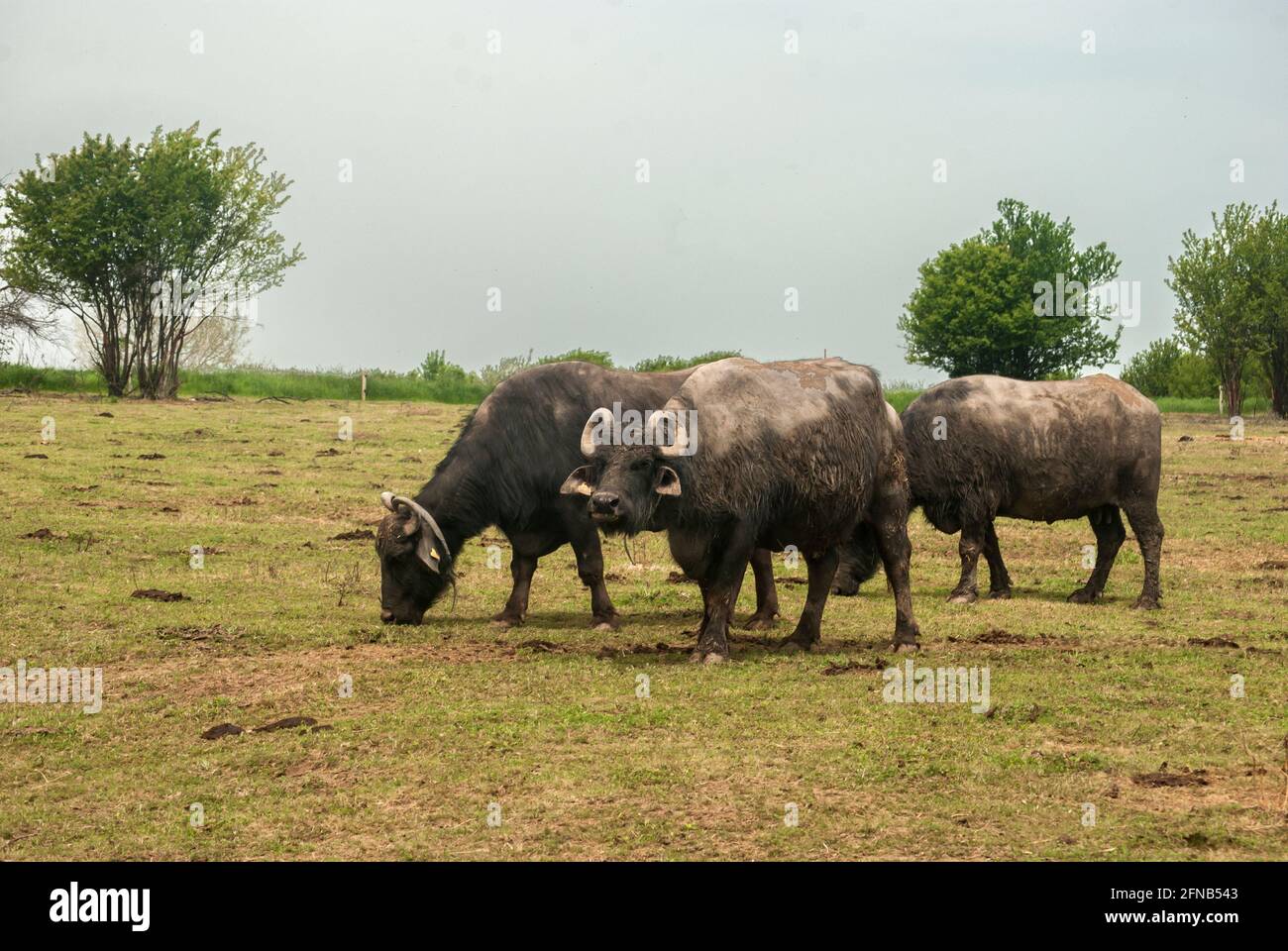 Water buffalo herd grazing in country farm Stock Photo - Alamy