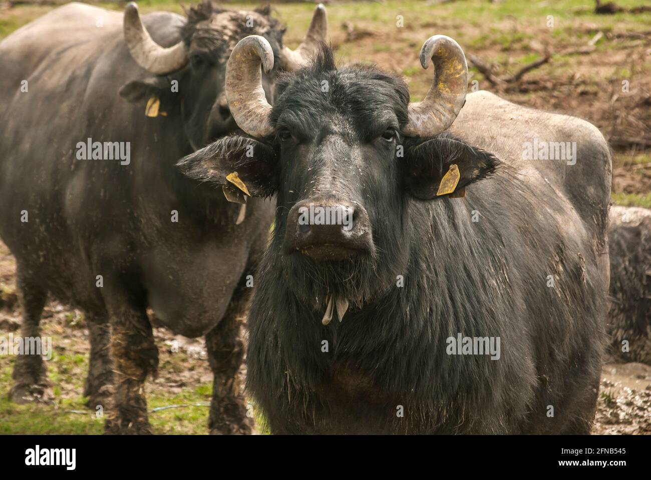 Female black water buffalo closeup on cattle farm mud field Stock Photo ...