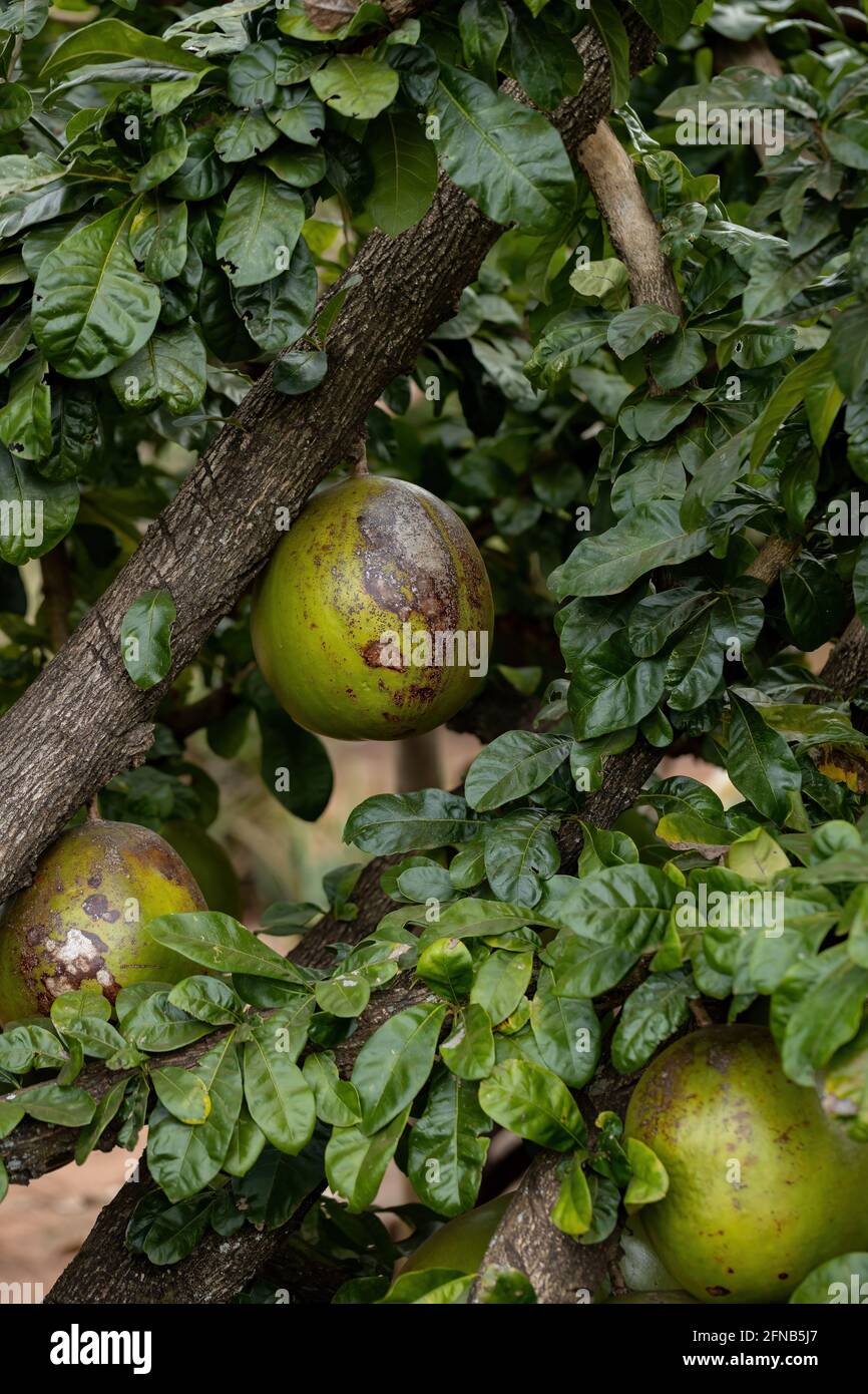Calabash Tree of the species Crescentia cujete with selective focus ...