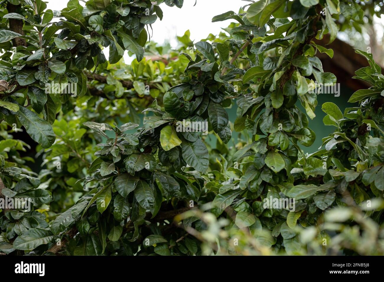 Calabash Tree of the species Crescentia cujete with selective focus ...