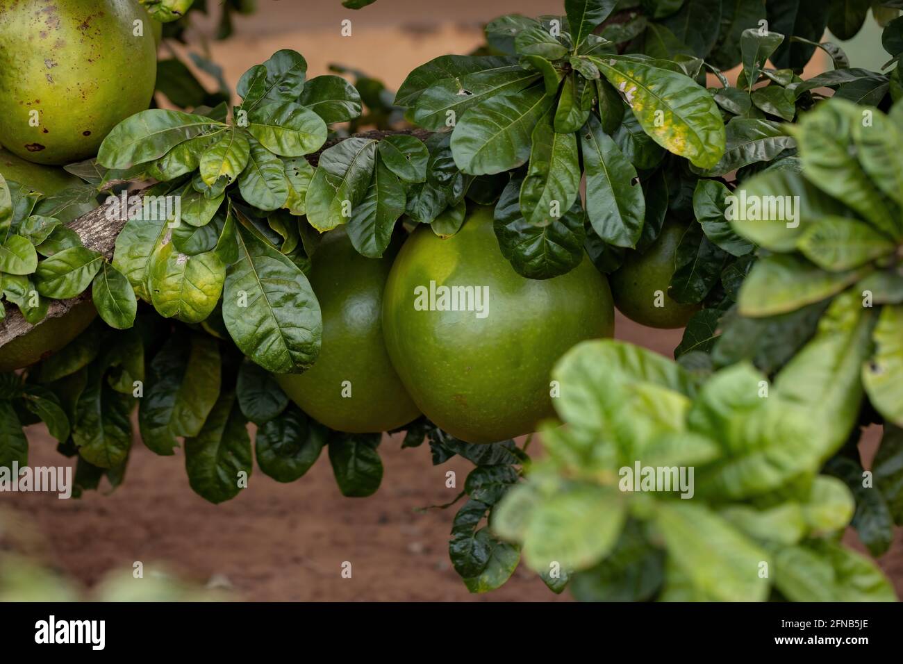 Calabash Tree of the species Crescentia cujete with selective focus ...
