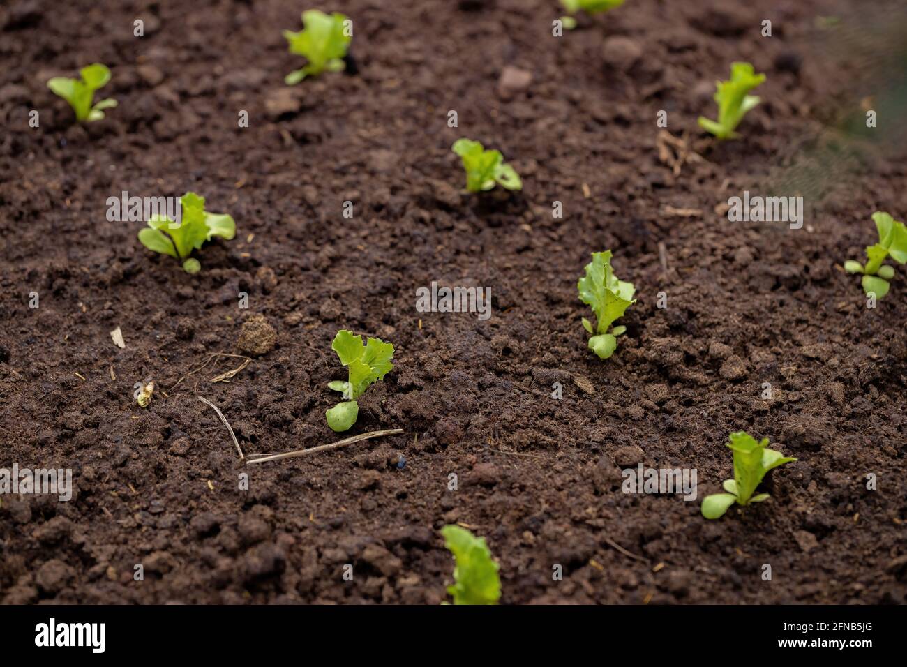 Small lettuce plantation hi-res stock photography and images - Alamy