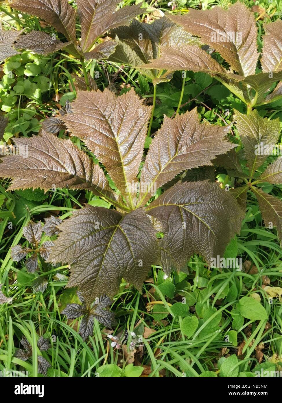 A green plant on the meadow in the par Stock Photo - Alamy