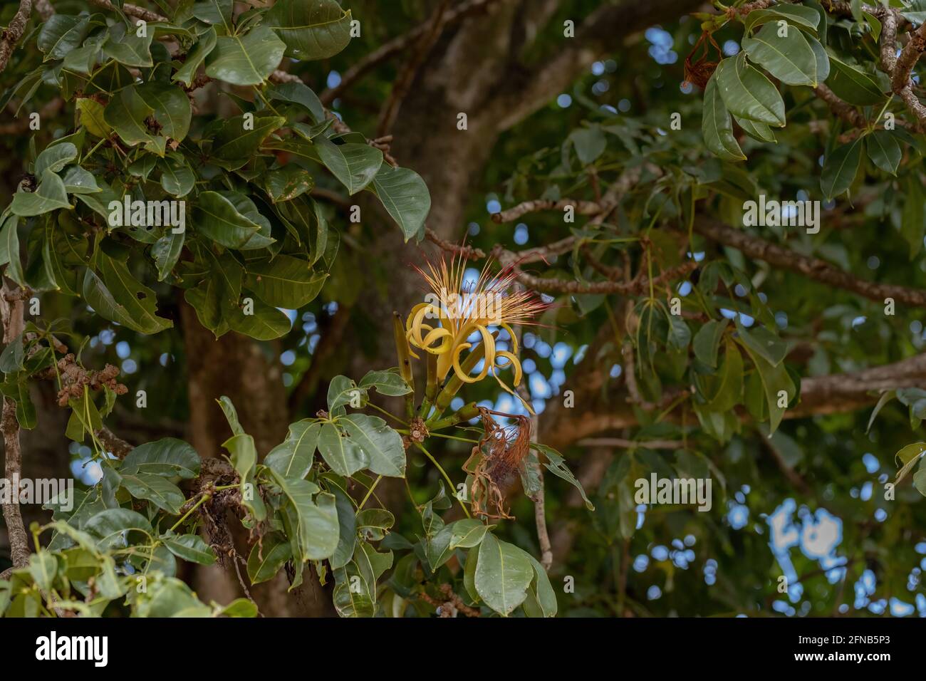 Brazilian Provision Tree of the species Pachira aquatica Stock Photo ...