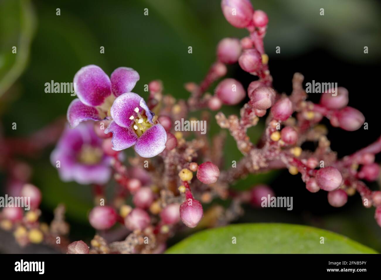Starfruit tree flower of the species Averrhoa carambola with selective ...