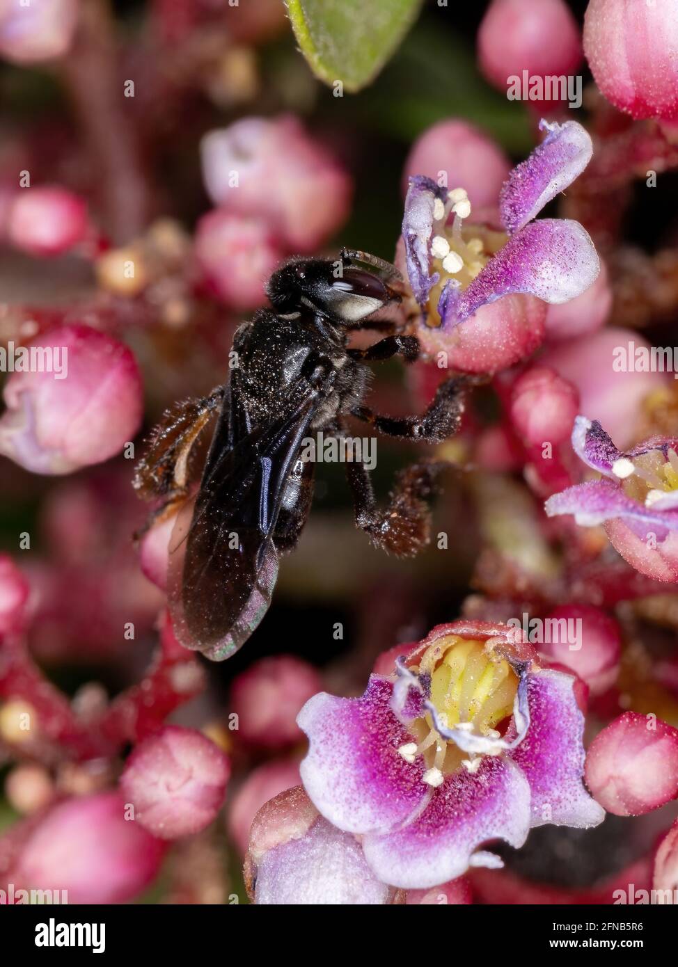 Female stingless bee hi-res stock photography and images - Alamy