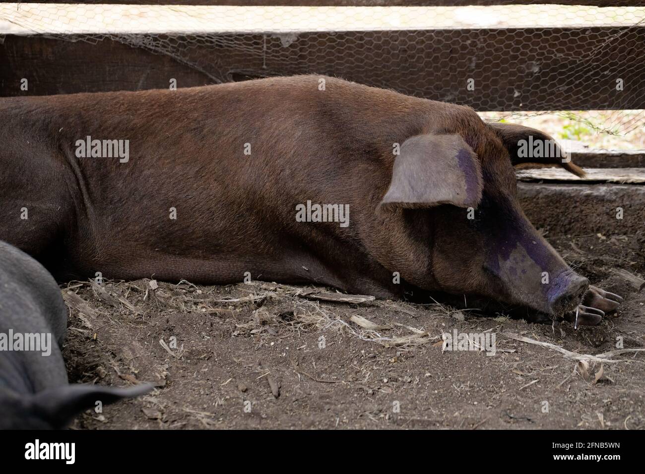 Black pig bred hi-res stock photography and images - Alamy