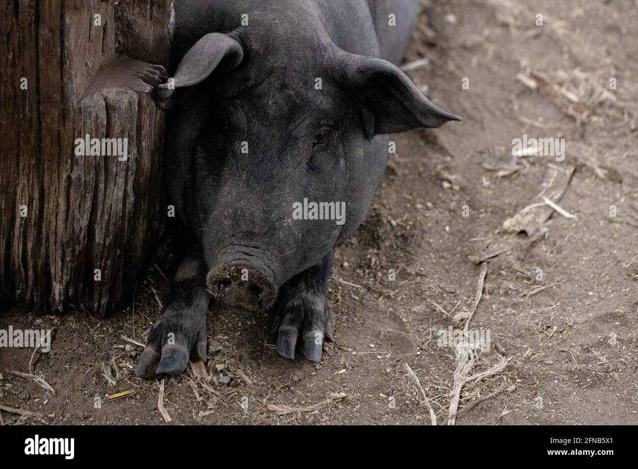 Black pig bred hi-res stock photography and images - Alamy